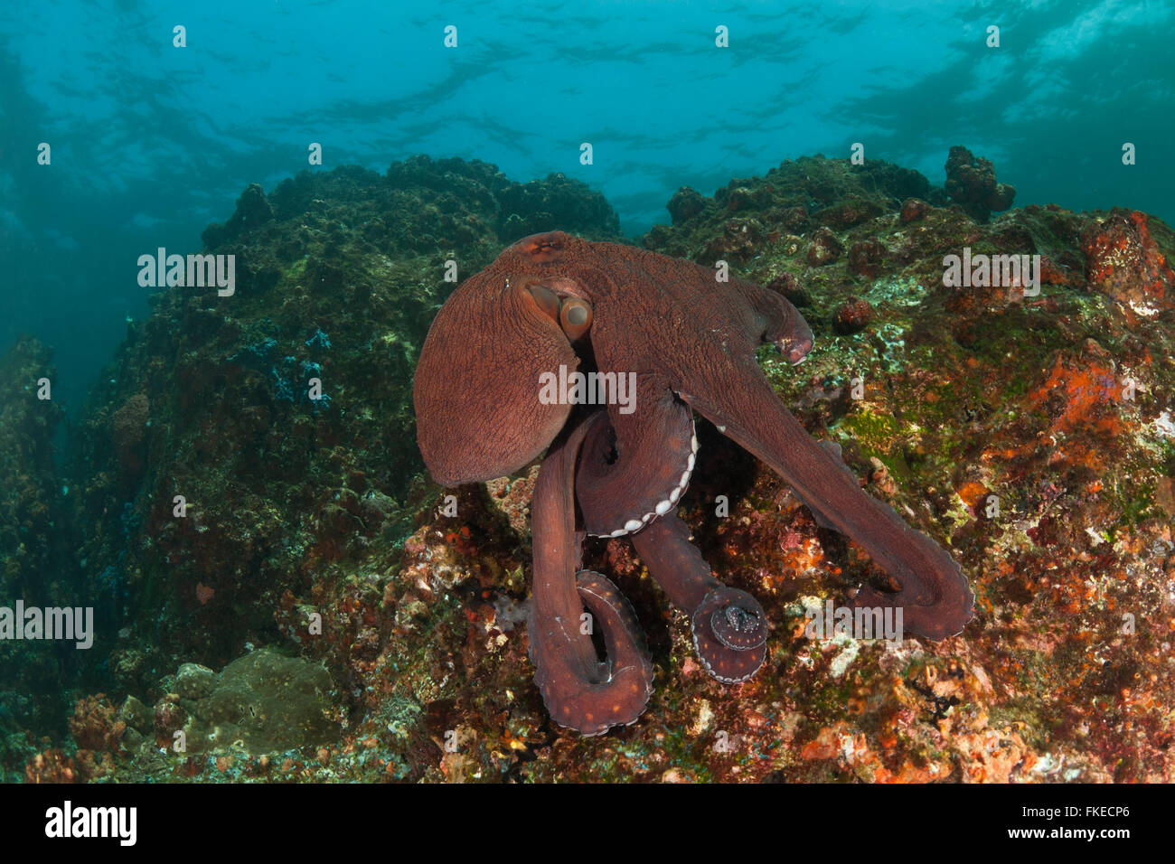 Biodiversity hotspots hi-res stock photography and images - Alamy