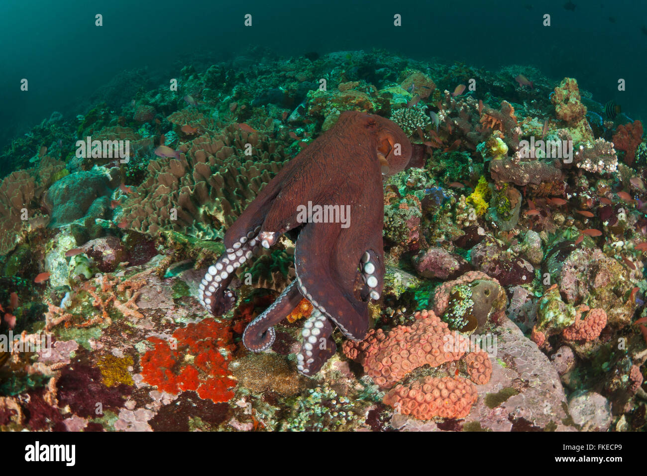 Reef octopus foraging on the reef top Stock Photo - Alamy