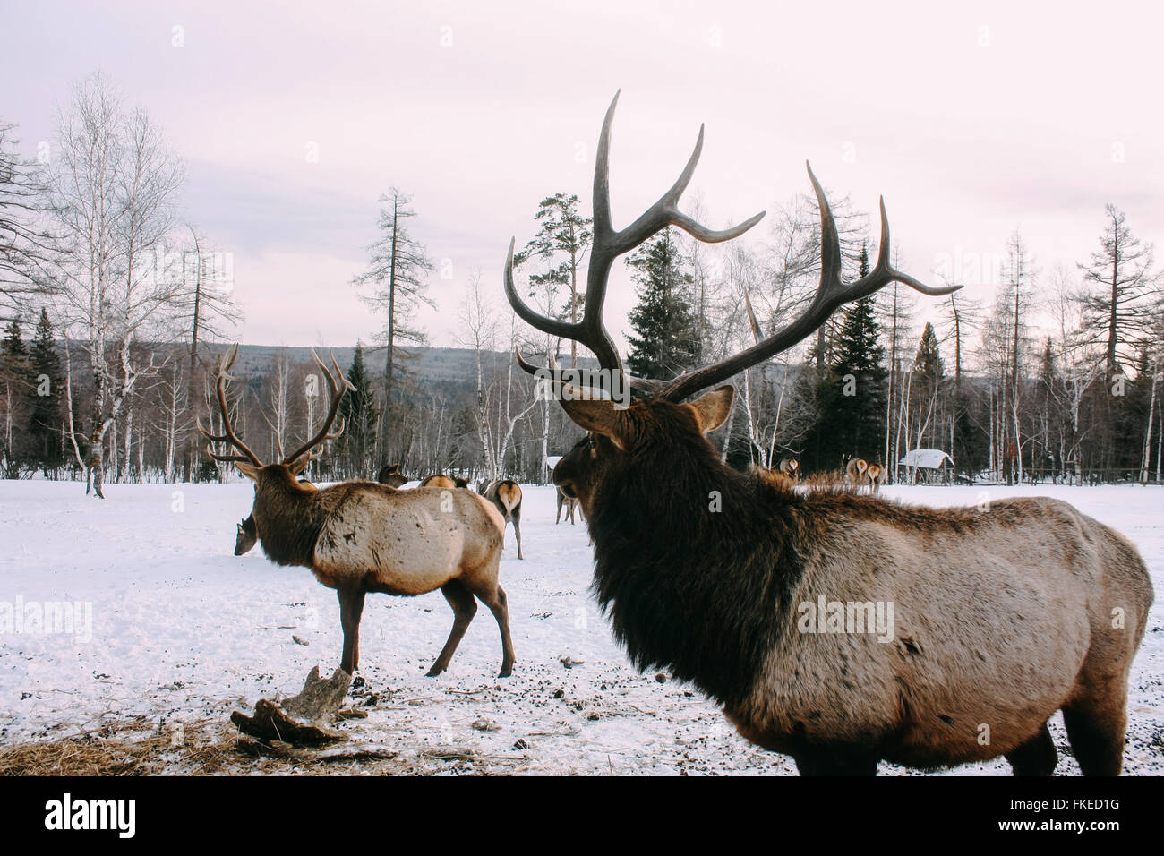 Royal red deer buck with antlers look at forest Stock Photo - Alamy