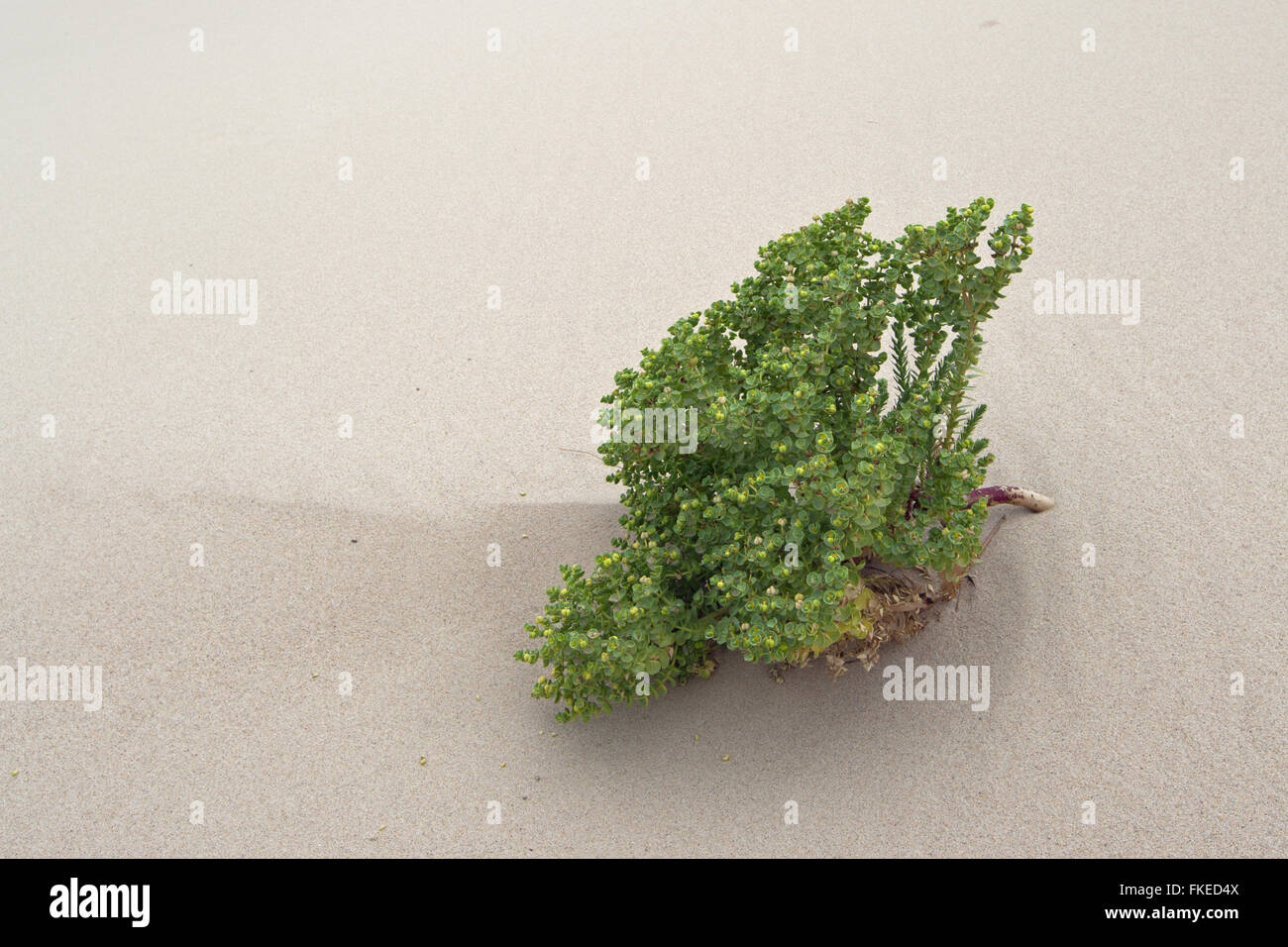 Sand dune bush Stock Photo - Alamy