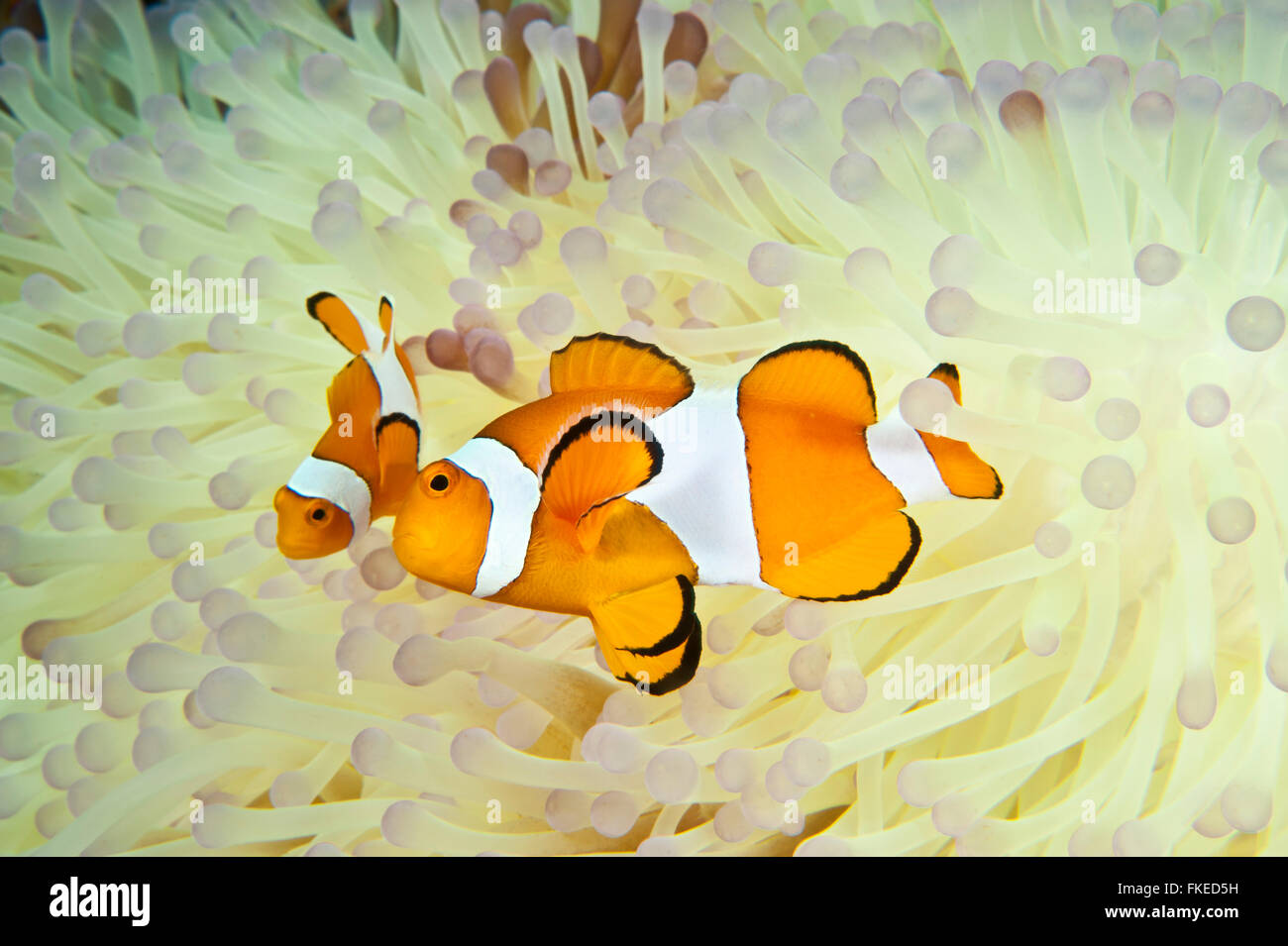 Bleaching anemone with a true clownfish (Amphiprion percula). It may ...