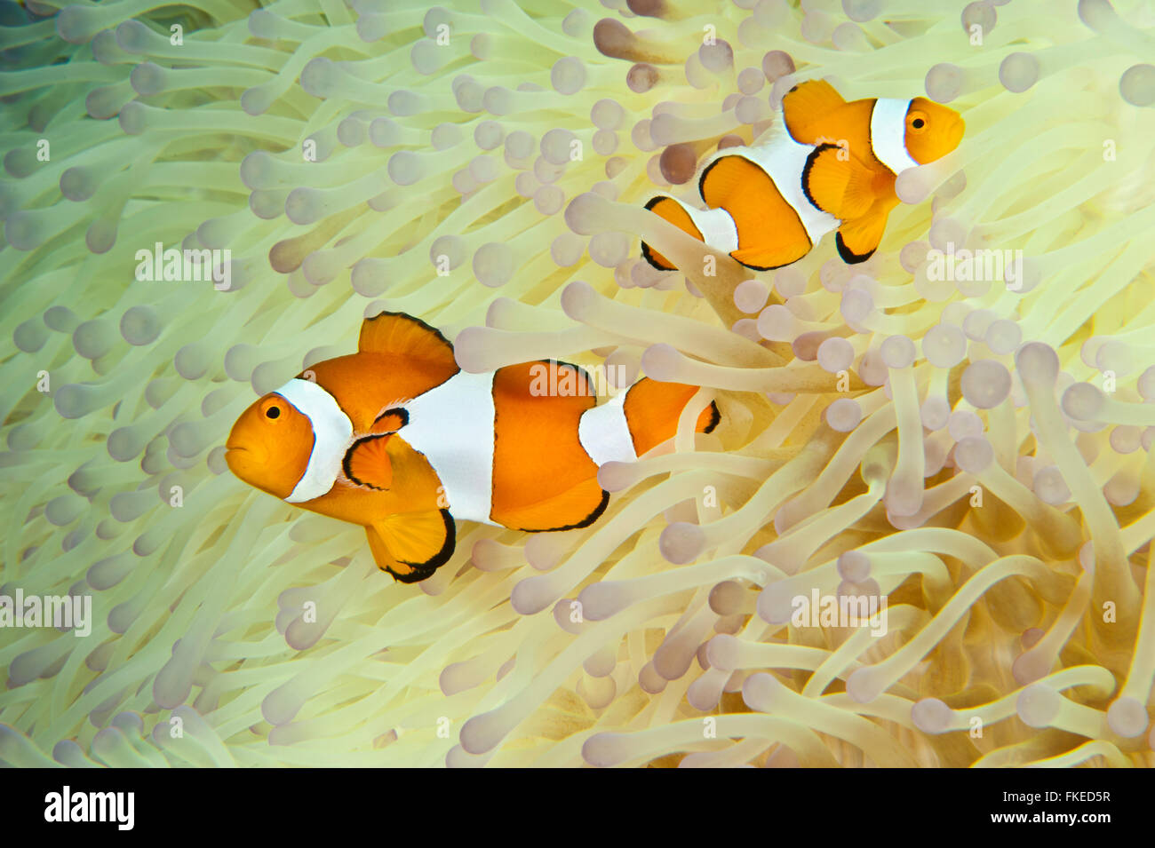 Bleaching anemone with a true clownfish (Amphiprion percula Stock Photo ...