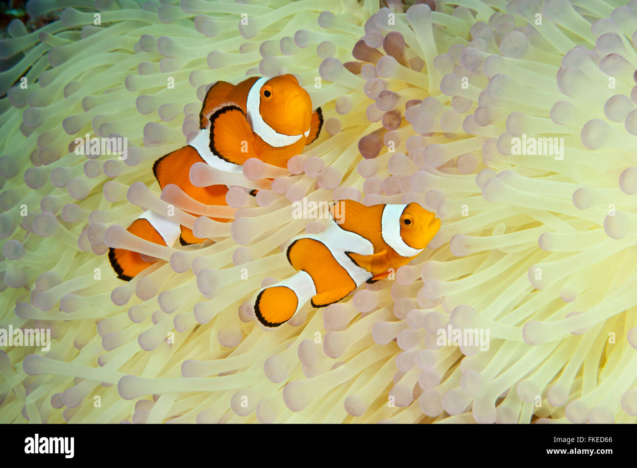 Bleaching anemone with a true clownfish (Amphiprion percula Stock Photo ...