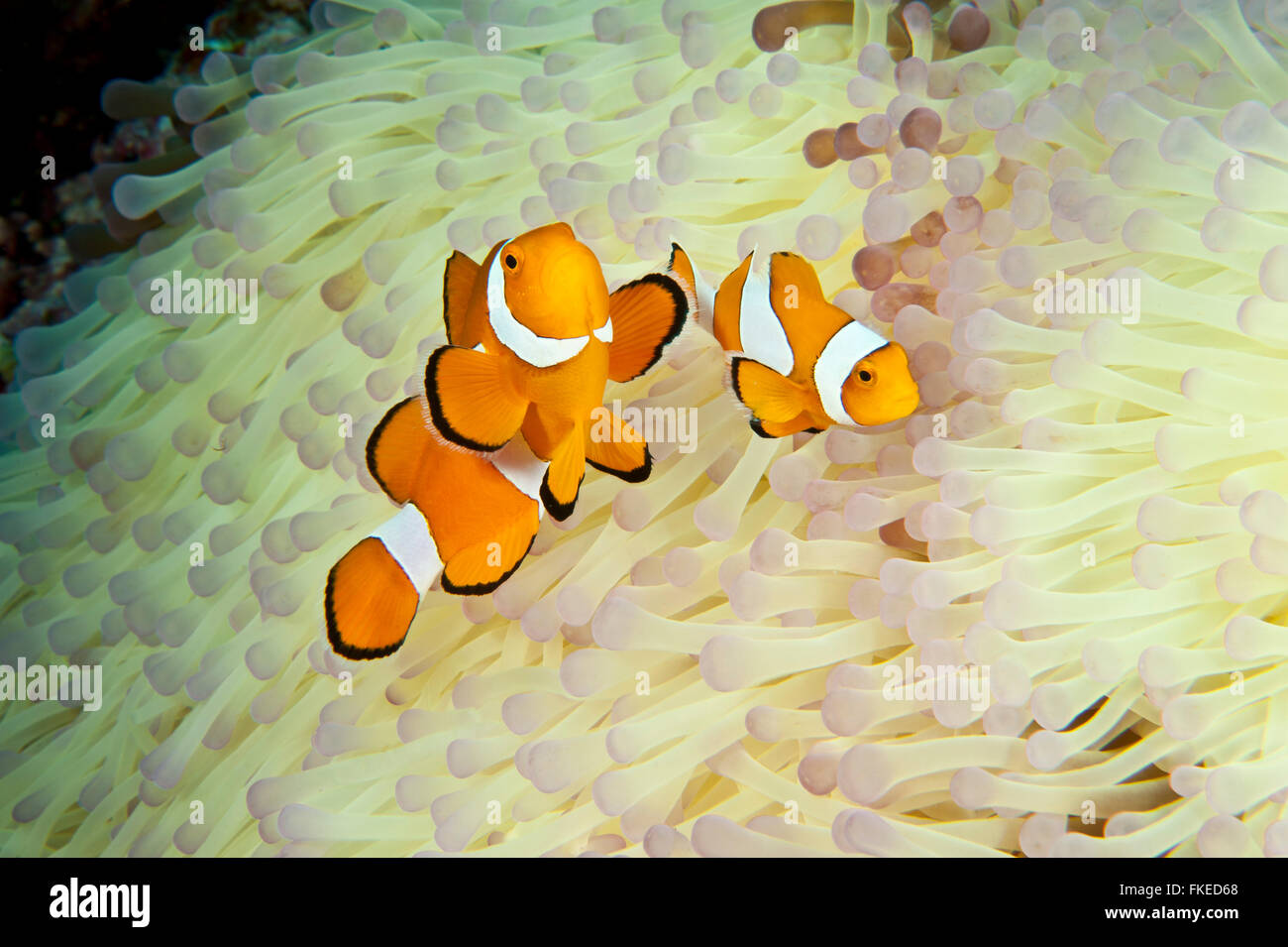Bleaching anemone with a true clownfish (Amphiprion percula Stock Photo ...