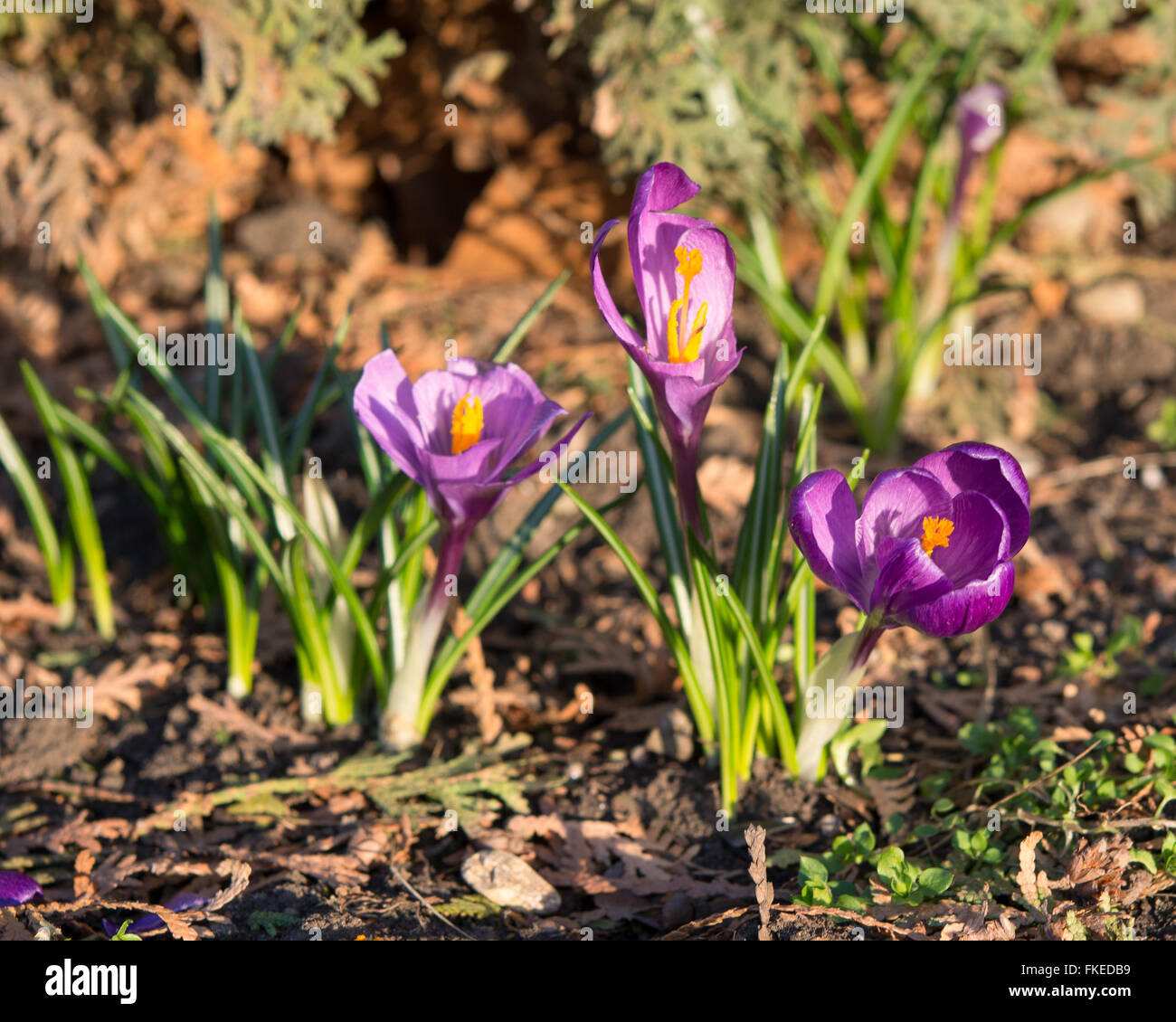 beautiful spring violet flower Stock Photo - Alamy