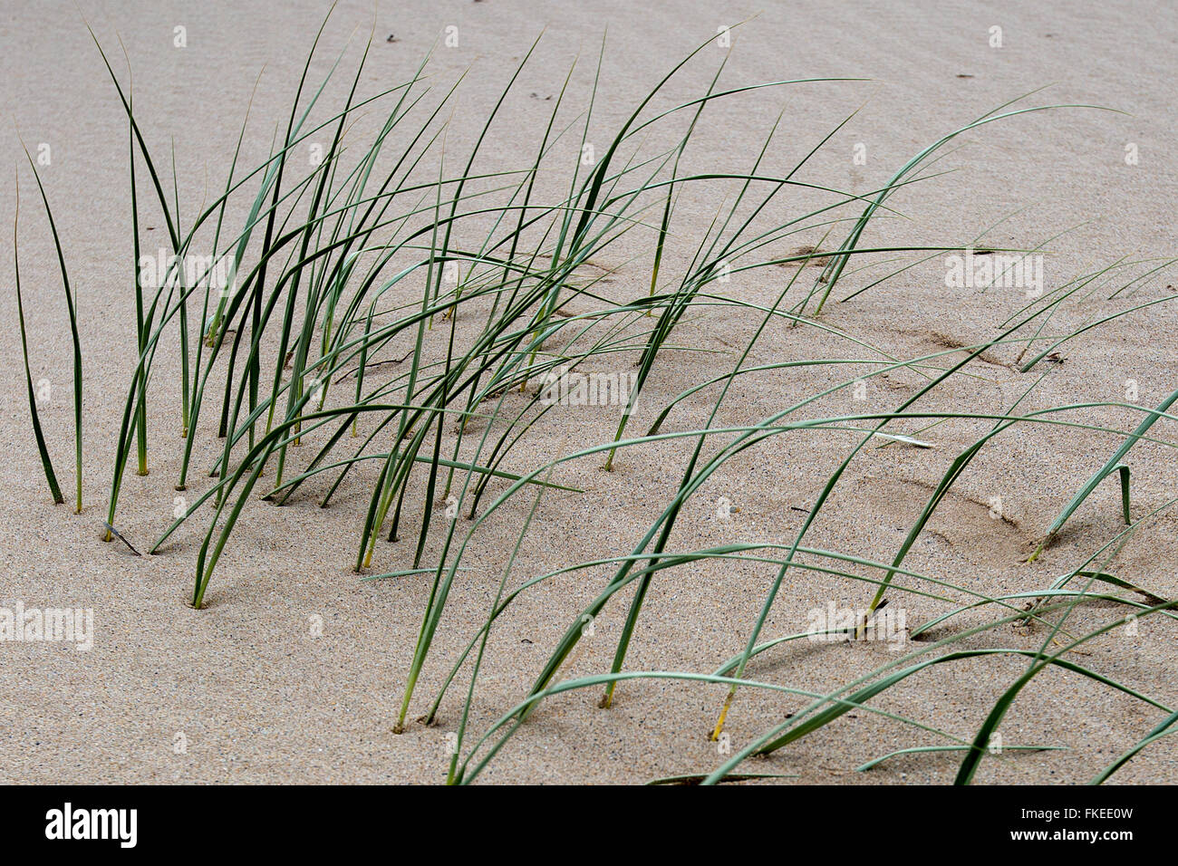 grass in sand dune Stock Photo - Alamy