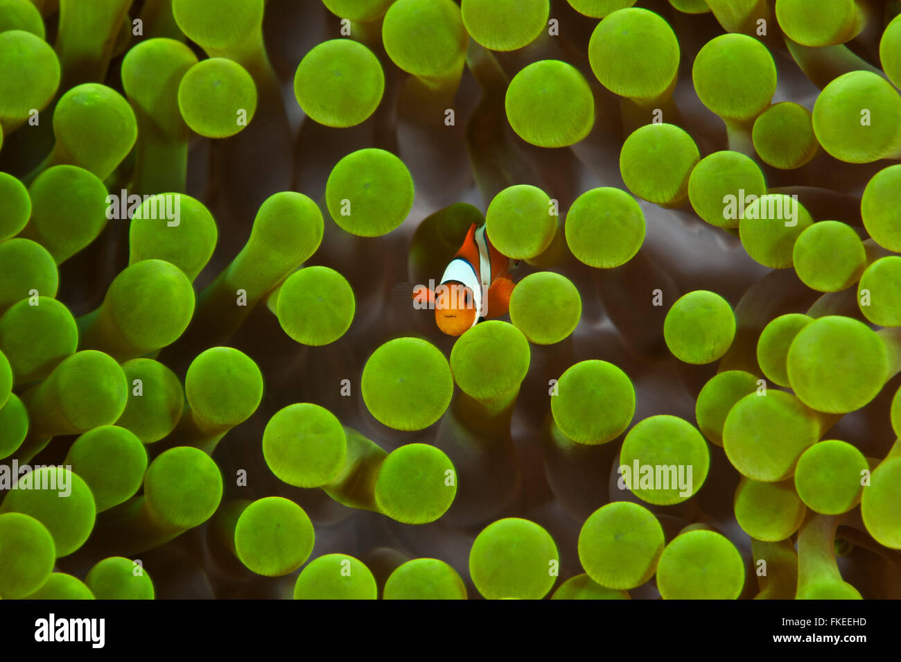 Baby true clownfish (Amphiprion percula) in its anemone home Stock ...