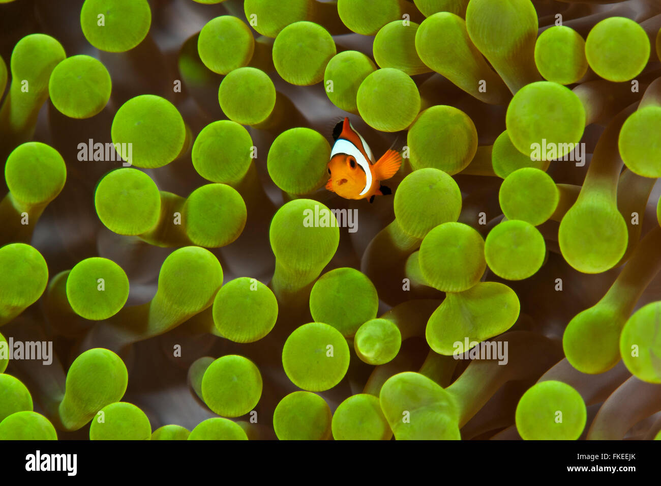 Baby true clownfish (Amphiprion percula) in its anemone home Stock ...