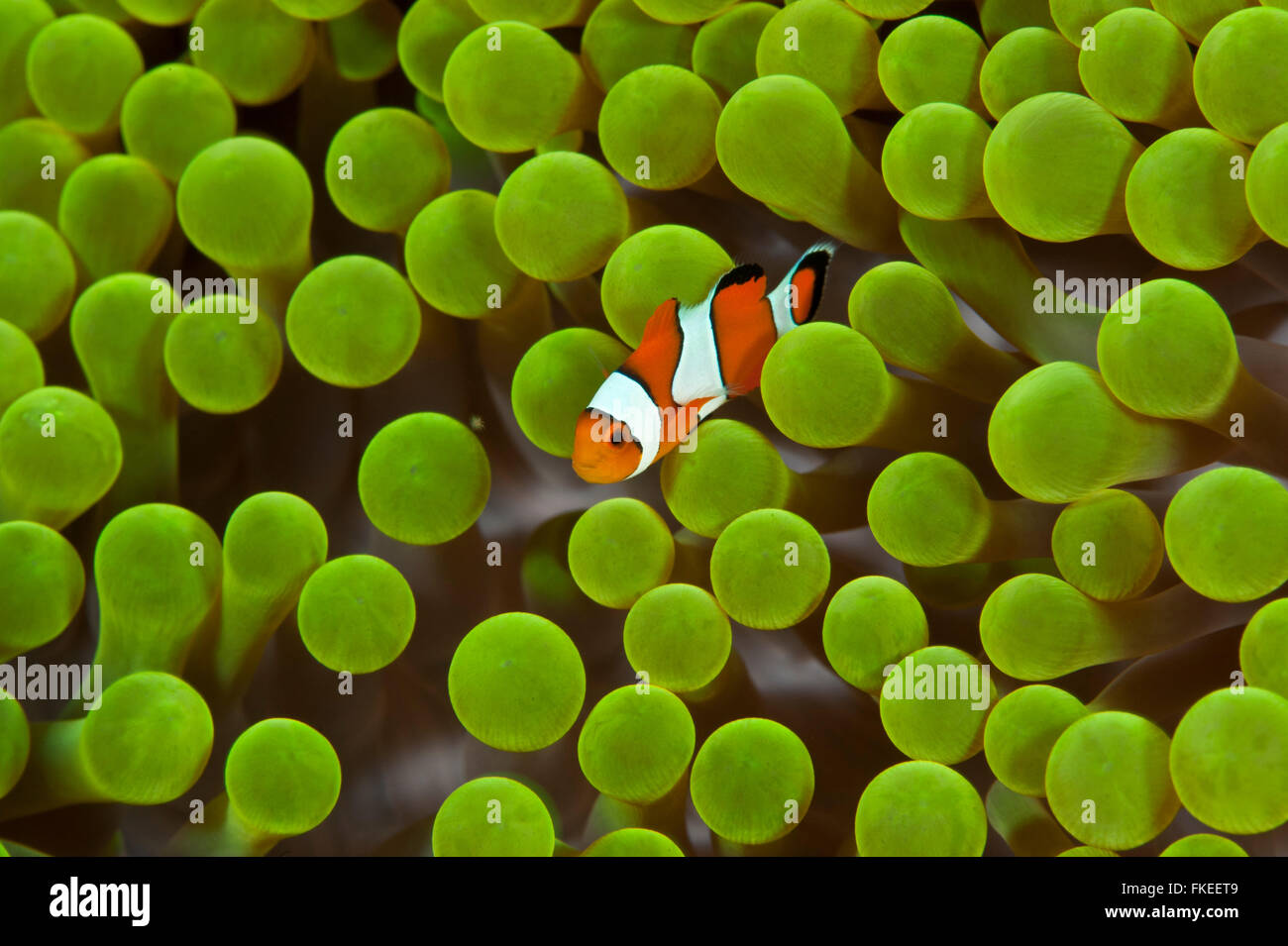Baby true clownfish (Amphiprion percula) in its anemone home Stock ...
