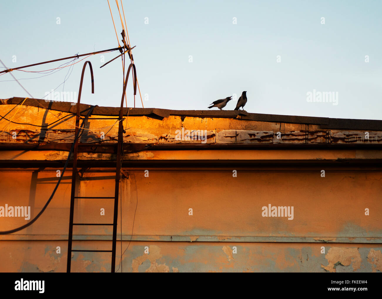 Black crow fight hi-res stock photography and images - Alamy