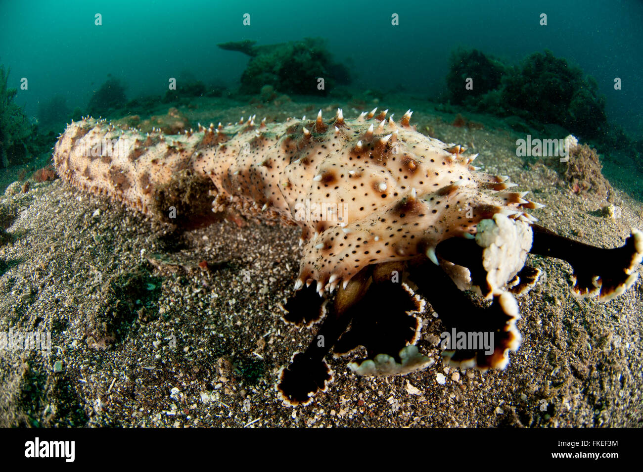 Prickly Sea Cucumber (Bohadschia graeffei) feeding Stock Photo - Alamy