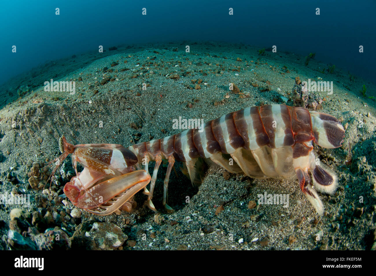 Mantis south east asia critters stomatopod crustacian hi-res stock ...