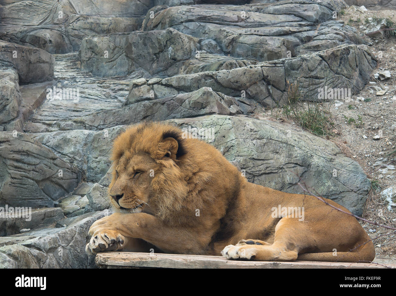 Most powerful predator hi-res stock photography and images - Alamy