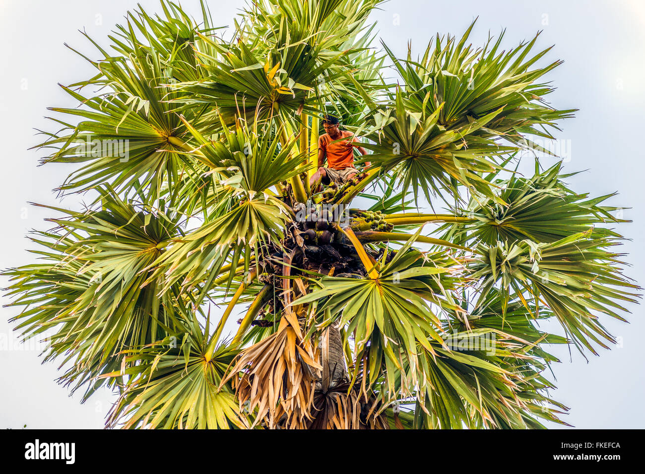 Asia. South-East Asia. Laos. Province of Champassak. Pakse. Man in a ...