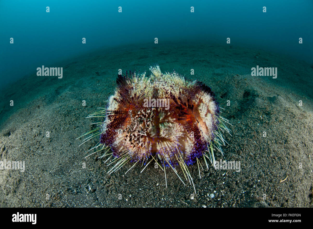 Fire sea urchin (Astropyga radiata) hosting a zebra crab (Zebrida ...
