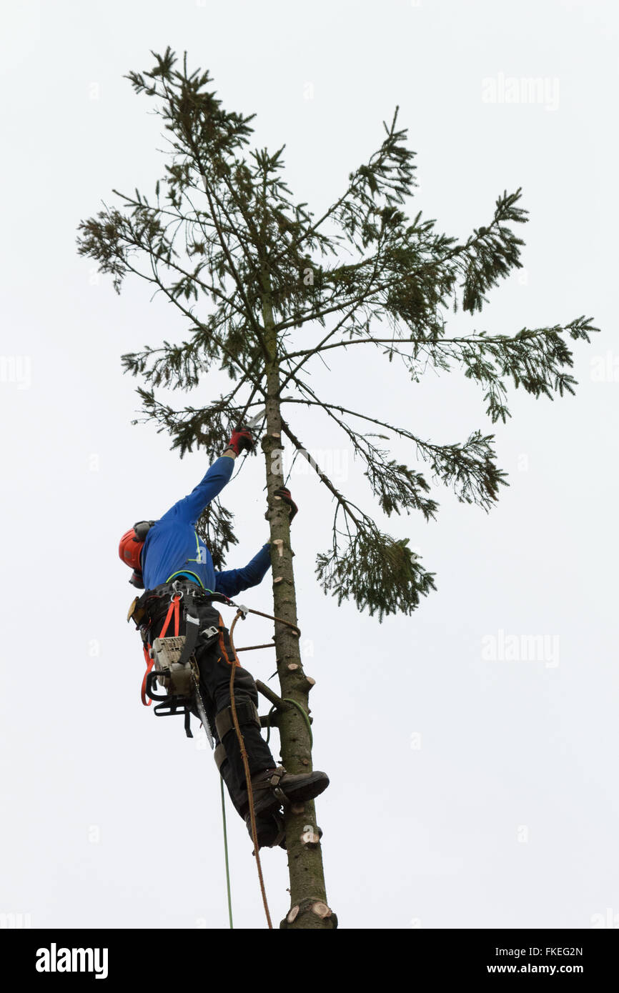 Tree feller hi-res stock photography and images - Alamy