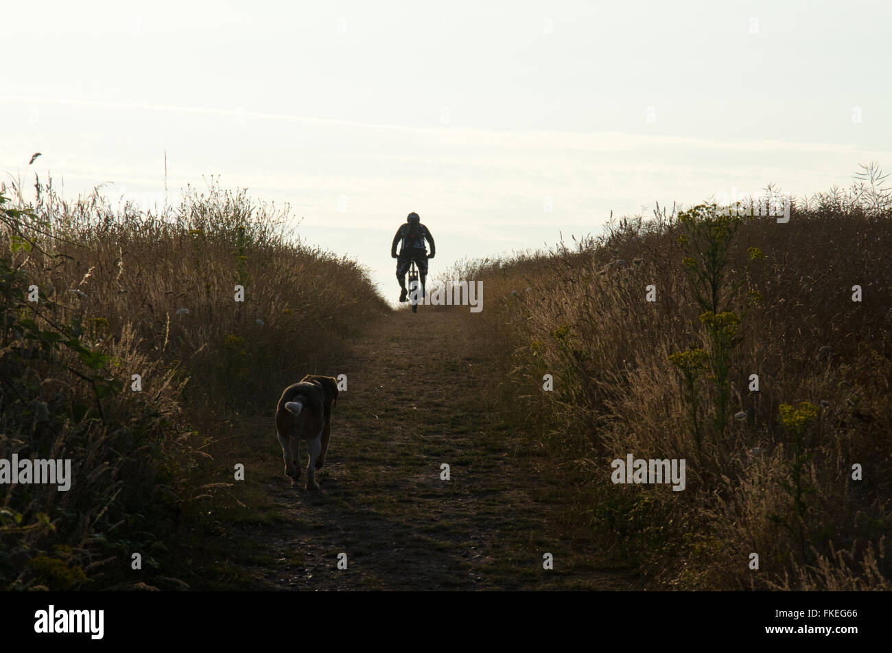 A faithful friend Stock Photo - Alamy