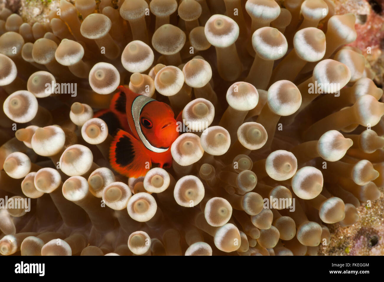 Juvenile True Percula Clownfish