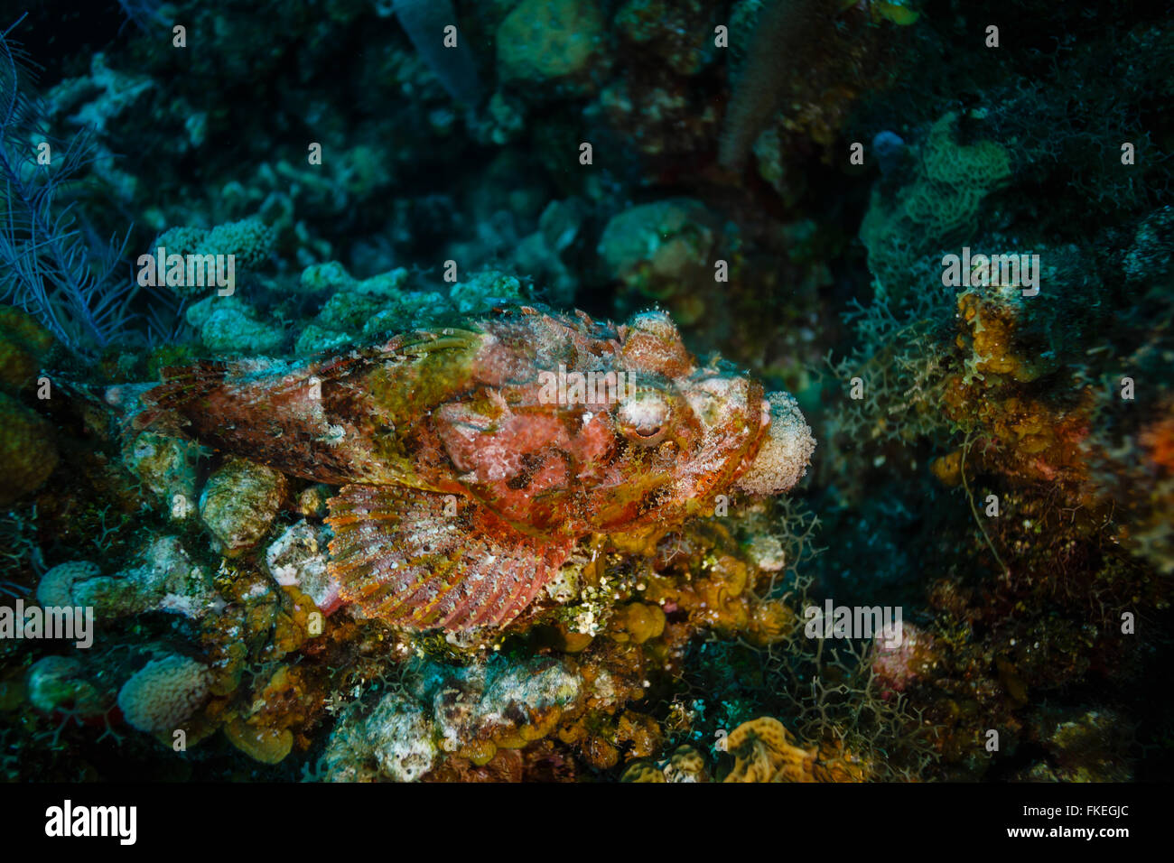 Red Spotted Scorpion fish, Scorpaena plumieri, camouflaged on coral ...