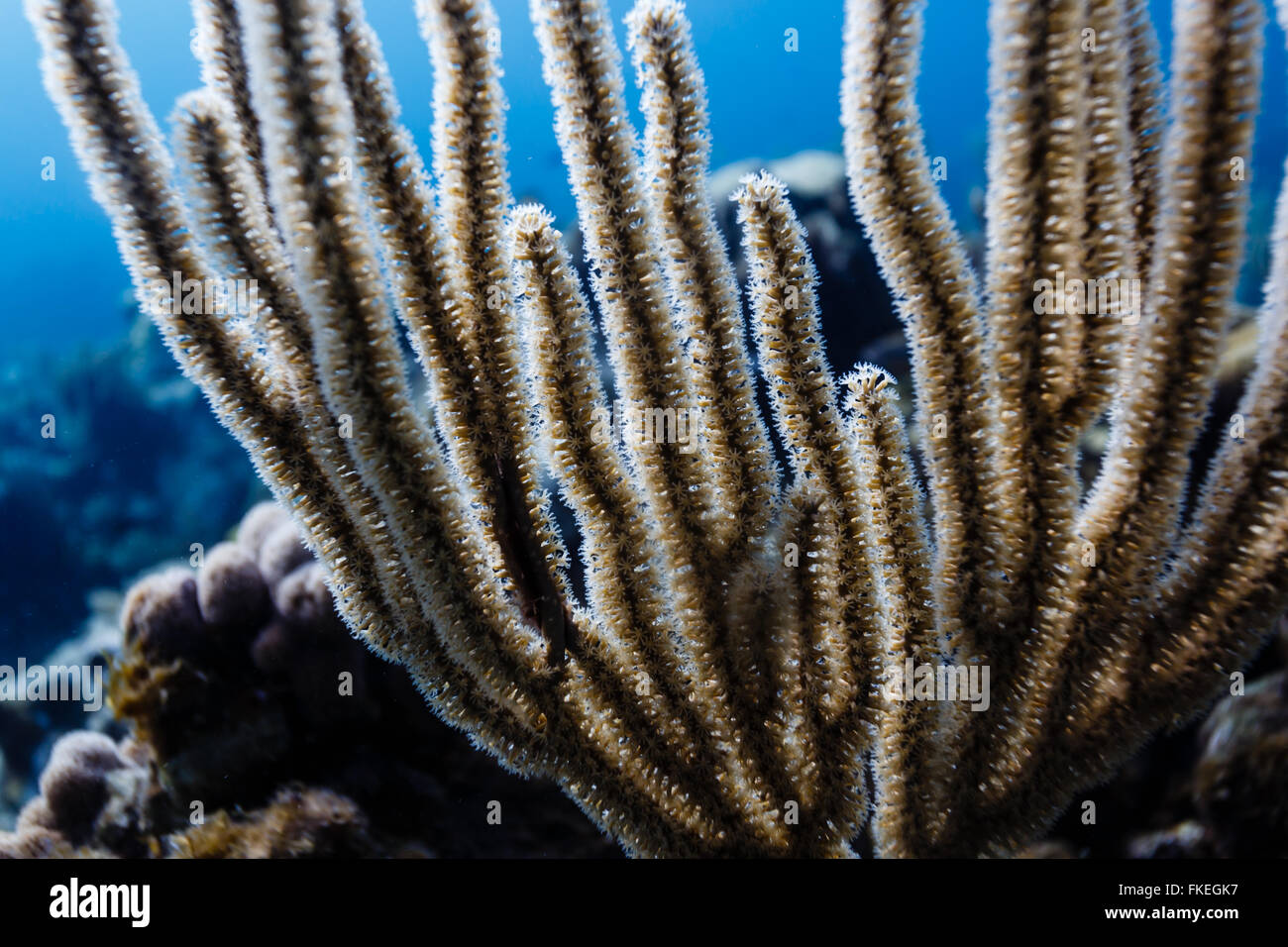 Close-up of branching coral and sponges in Caribbean on coral reef ...
