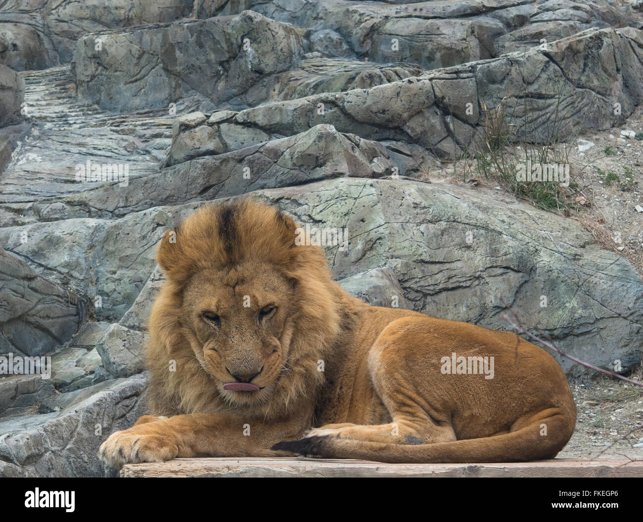 nice red lion Stock Photo - Alamy