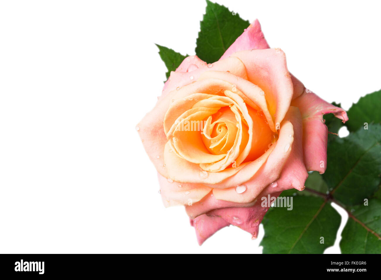 nice rose gentle colors Stock Photo - Alamy