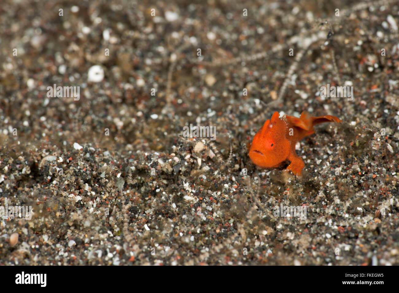 Baby Orange painted frogfish (Antennarius pictus) on the sand. About ...