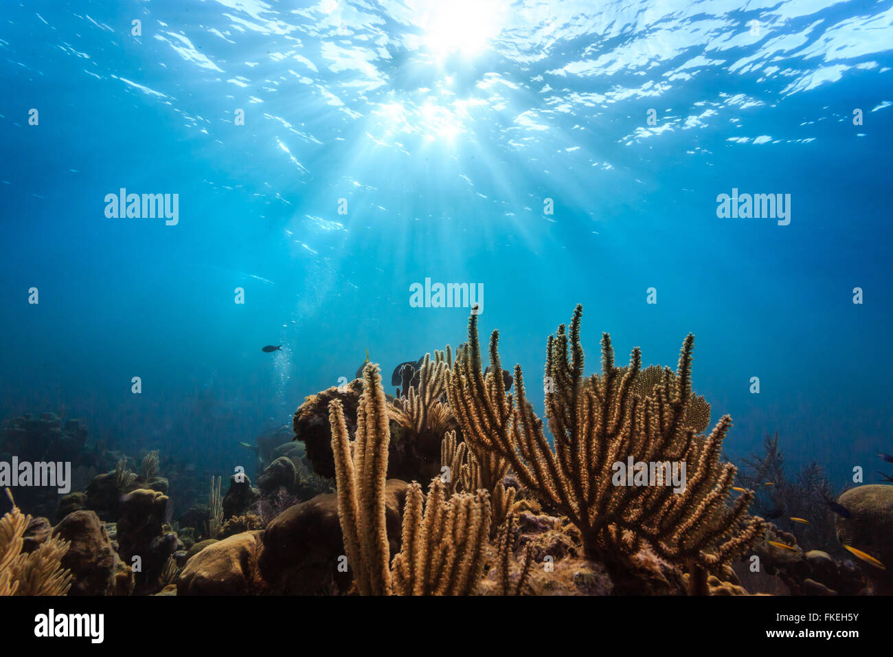 Close up of branching coral Acropora florida and marine life on reef in ...