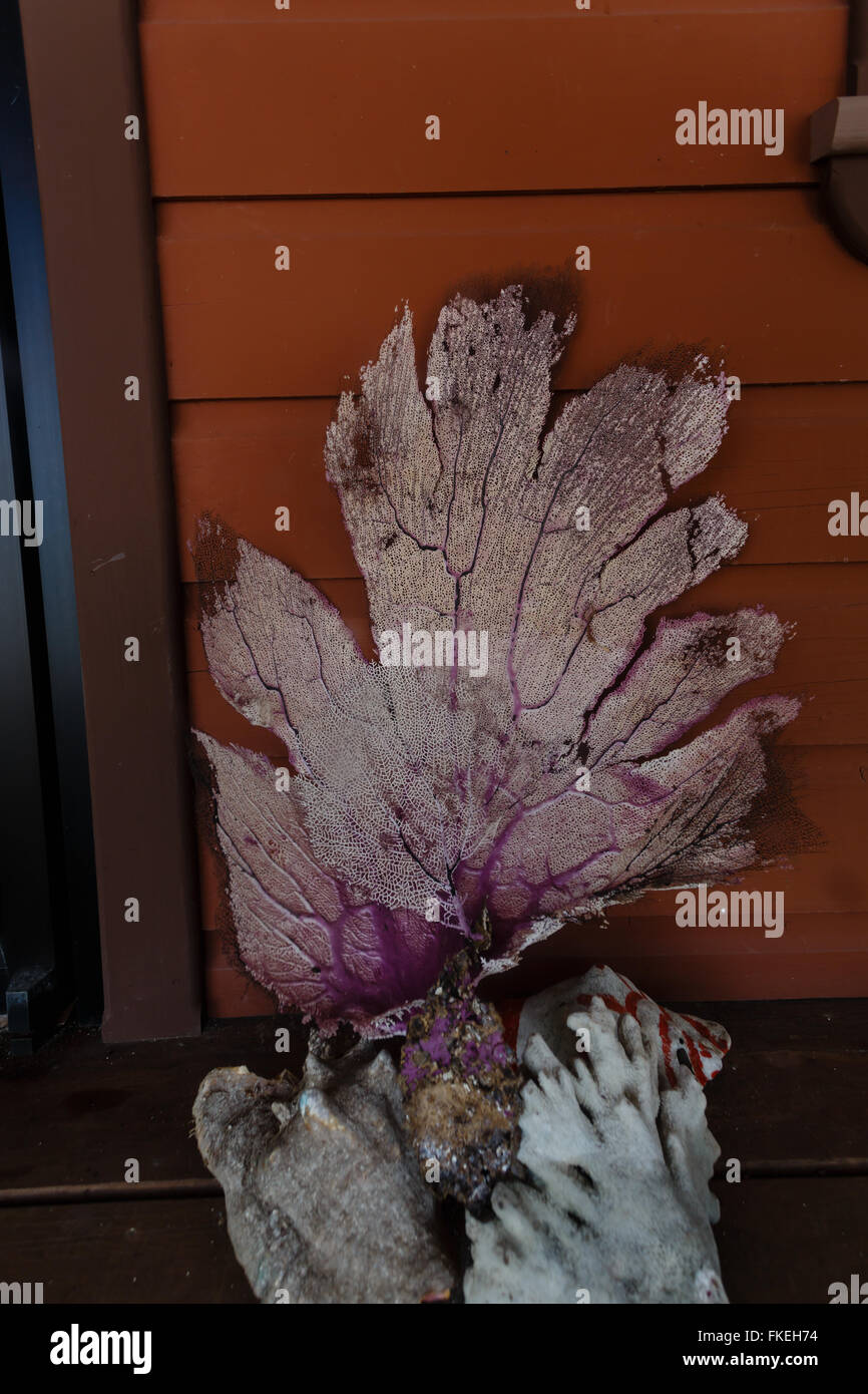 Decoration of purple sea fan, conch shell and chunk of coral outside ...