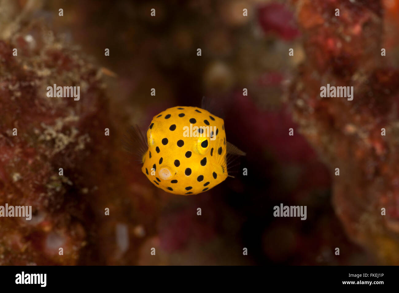 Yellow boxfish juvenile (Ostracion cubicus Stock Photo - Alamy