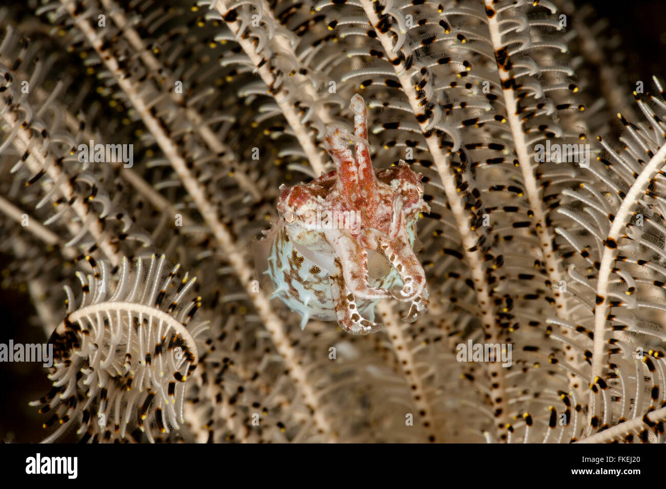 Pygmy cuttlefish (Sepia bandensis) This species is common on coral ...