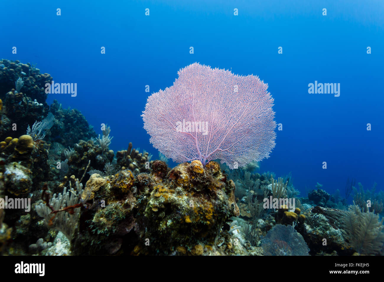 Pink sea fan highlights the sea scape during a scuba dive on the coral ...