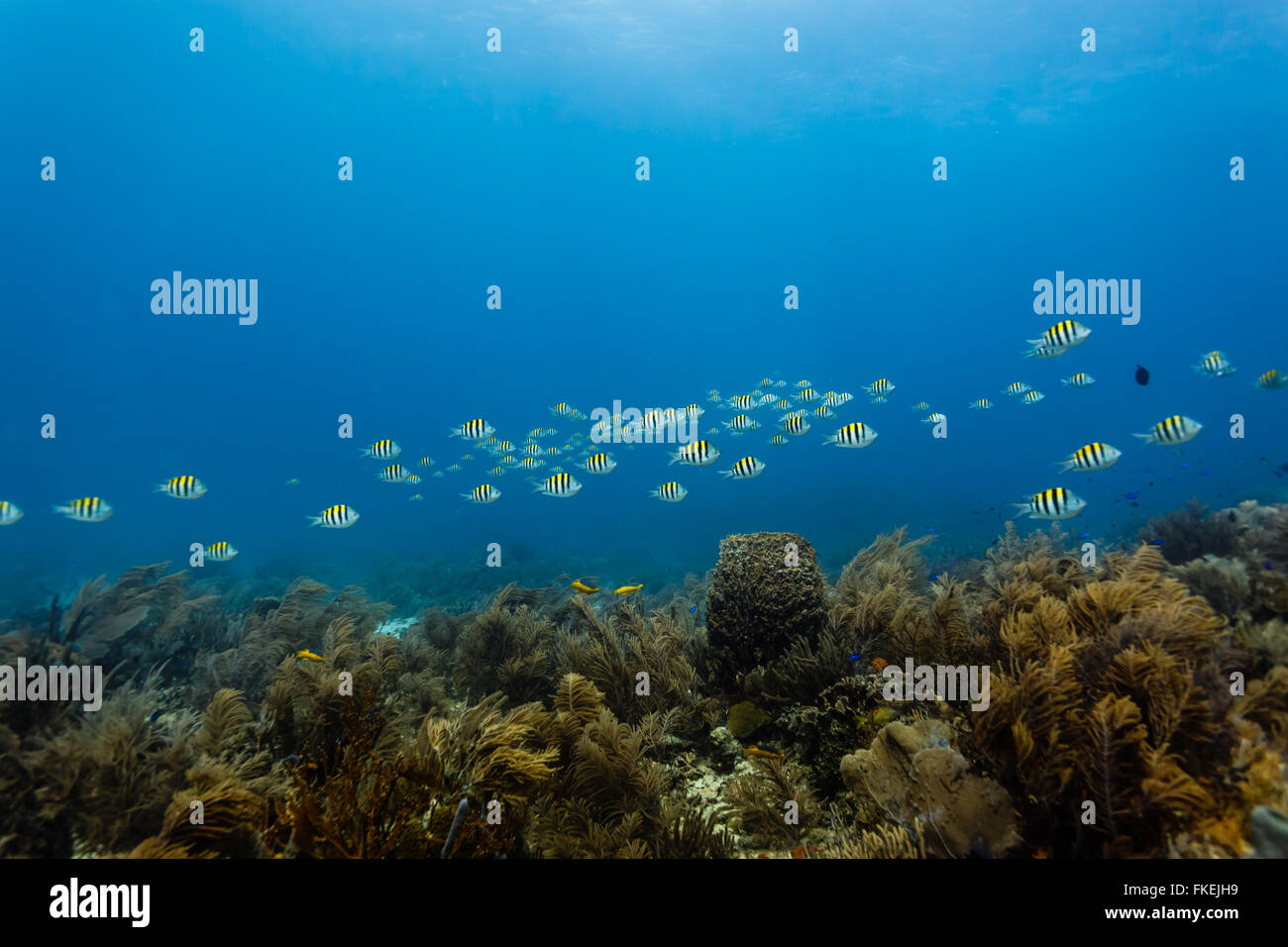 School of yellow and black banded fish swim above coral reef Stock ...