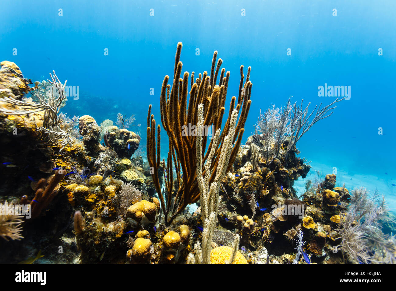 Branching black coral hi-res stock photography and images - Alamy