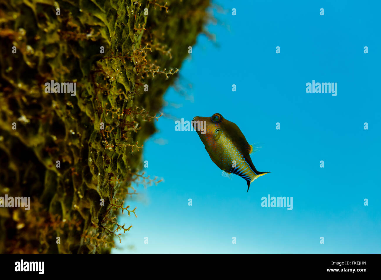 close-up of Caribbean sharp nose puffer fish, canthigaster rostrata ...