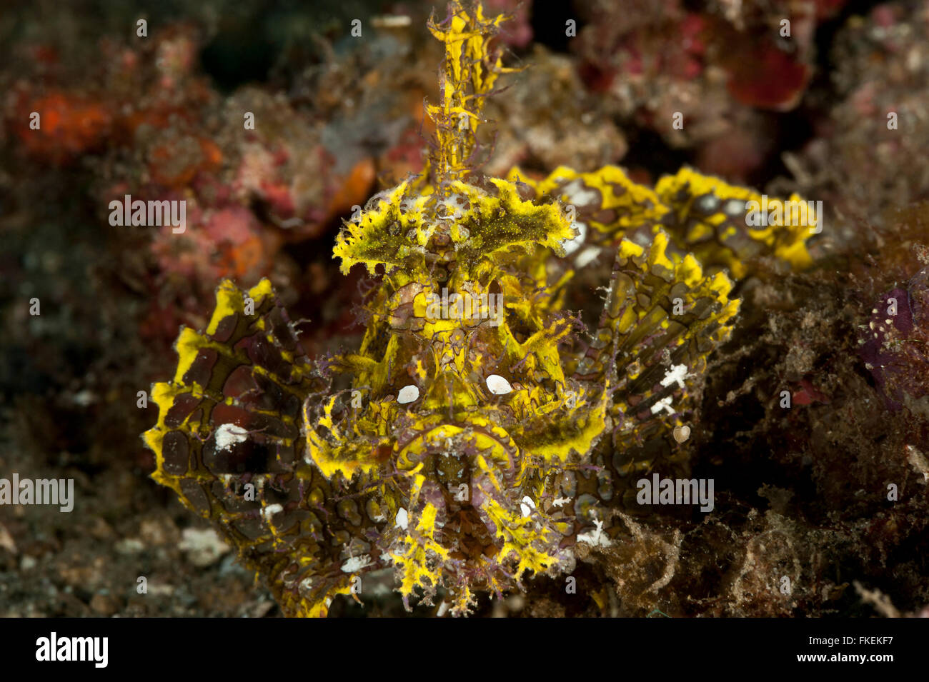 Yellow Lacy scorpionfish (Rhinopias aphanes Stock Photo - Alamy