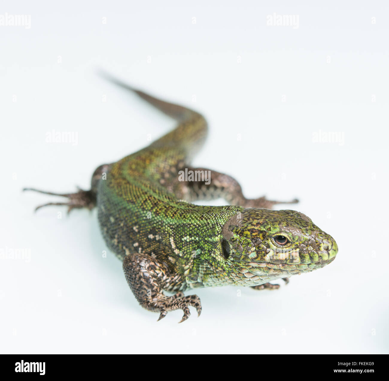 Green skin lizard hi-res stock photography and images - Alamy