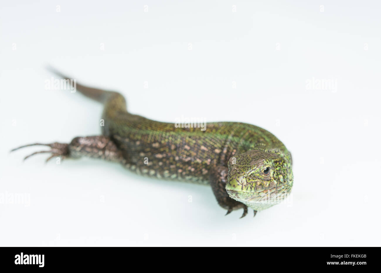 Emerald lizard hi-res stock photography and images - Alamy