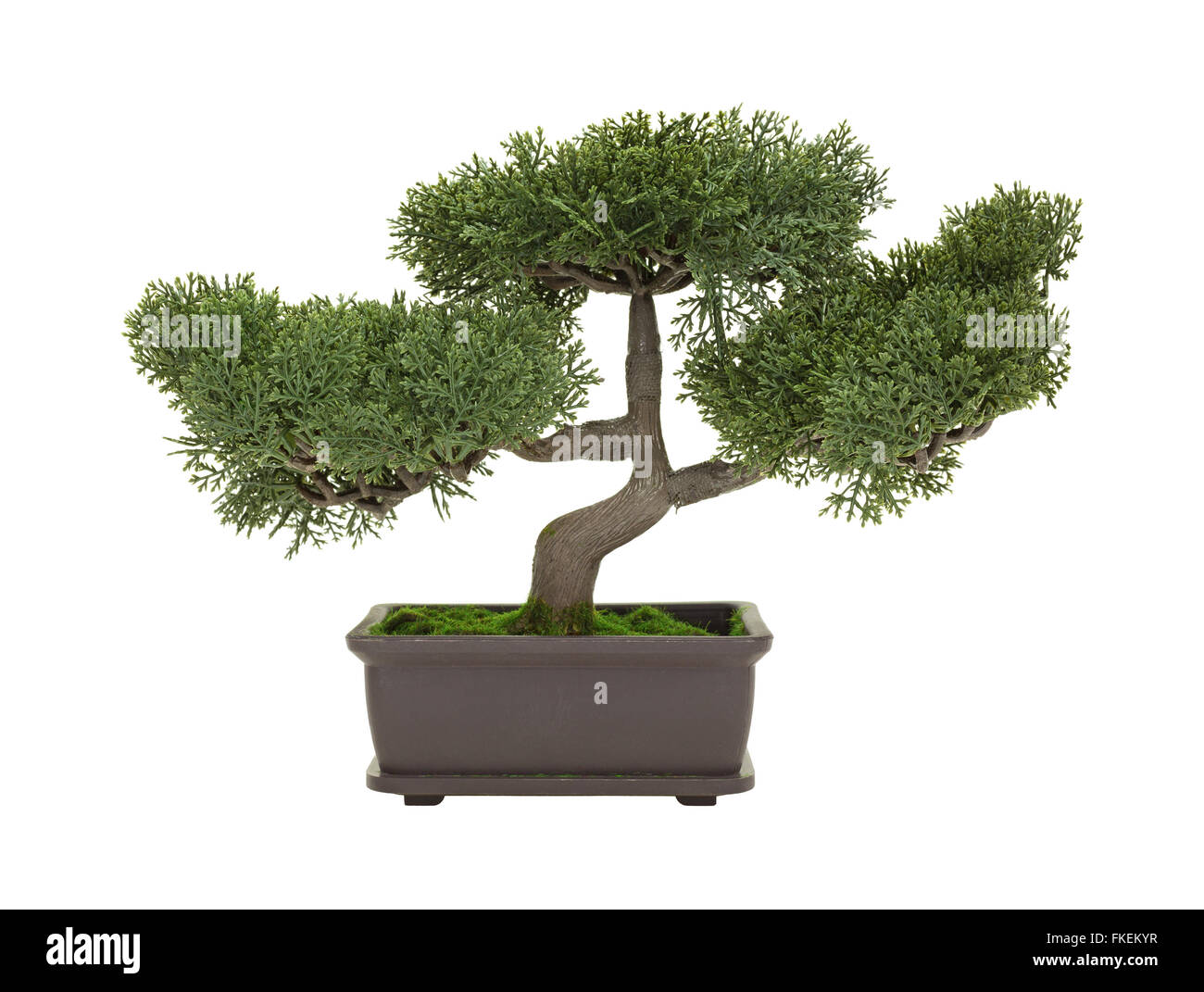 A small plastic bonsai tree isolated on a white background Stock Photo ...