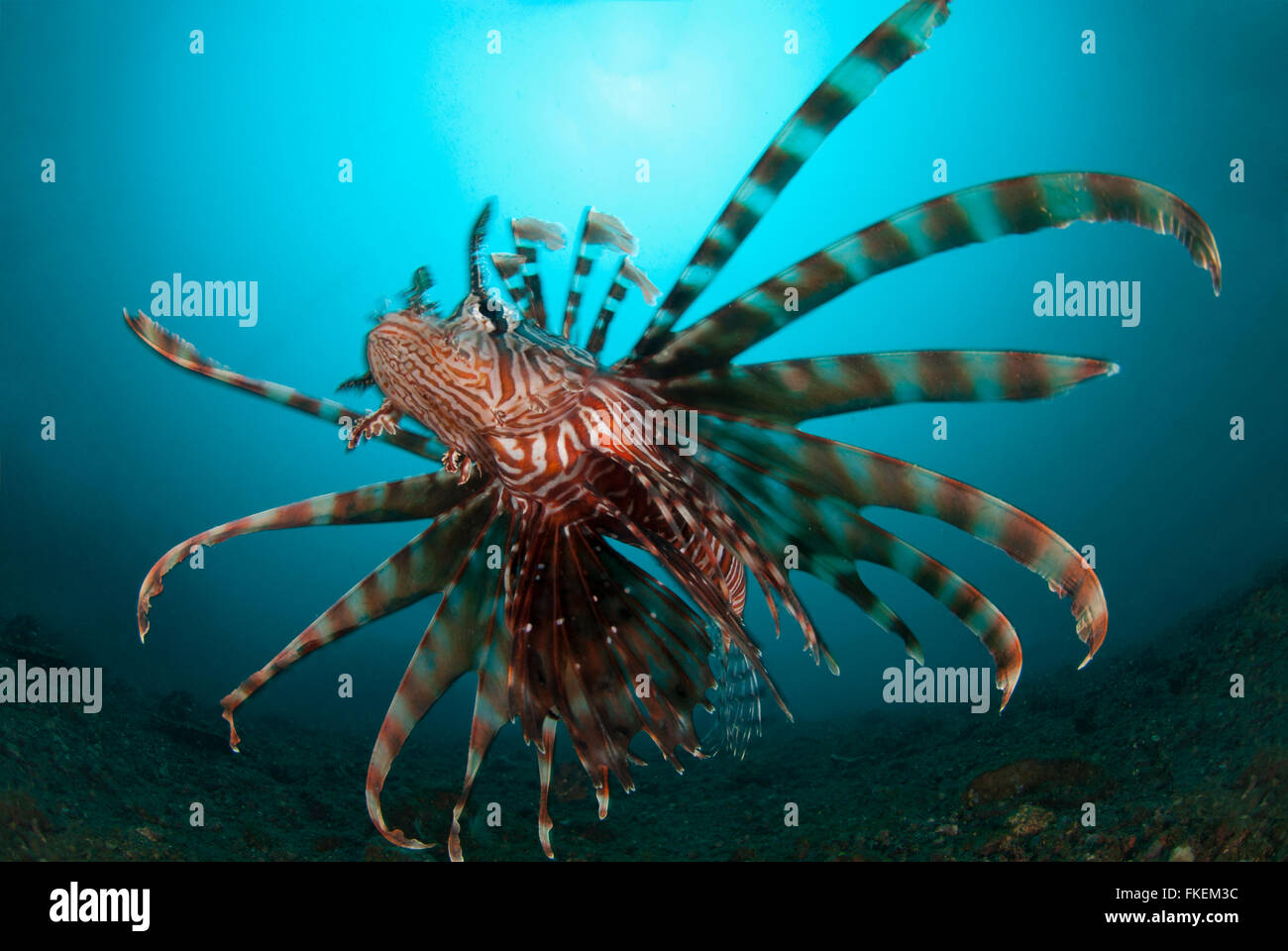 Indo pacific common lionfish hi-res stock photography and images - Alamy