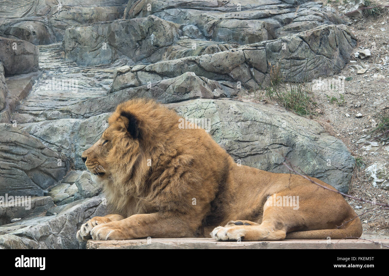 big powerful predator Stock Photo - Alamy