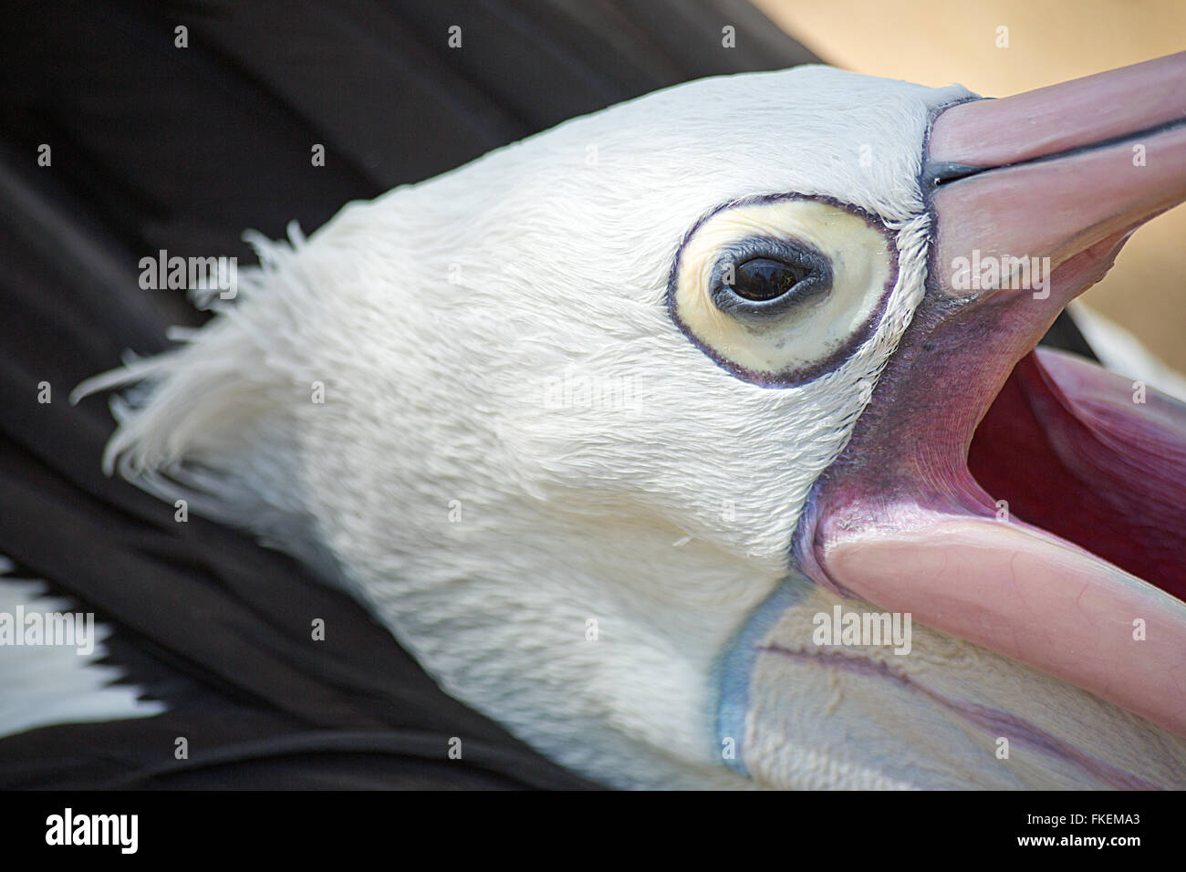 Pelican open mouth hi-res stock photography and images - Alamy