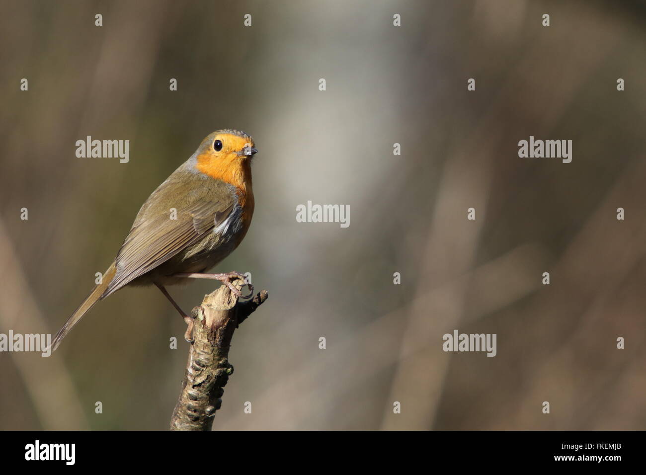 Robin on branch hi-res stock photography and images - Alamy