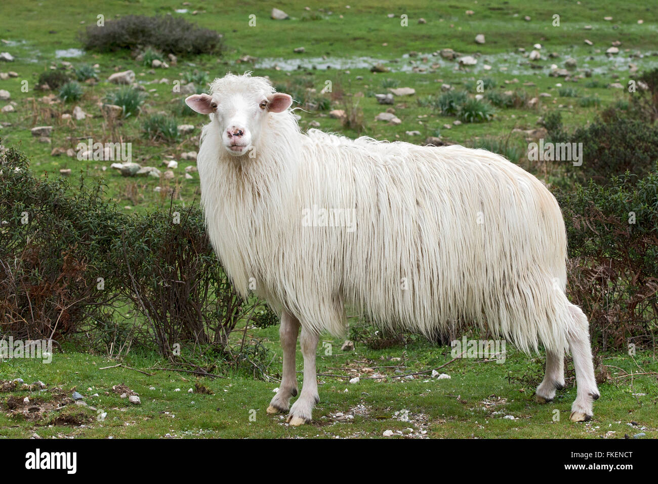 Domestic Sheep, Sardinia, Italy Stock Photo - Alamy