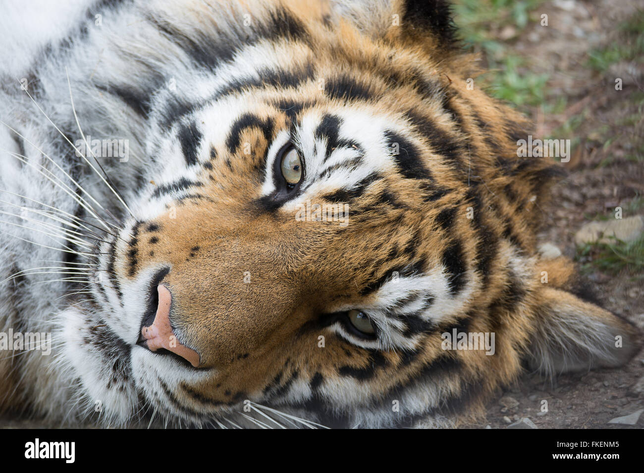 Most powerful predator hi-res stock photography and images - Alamy