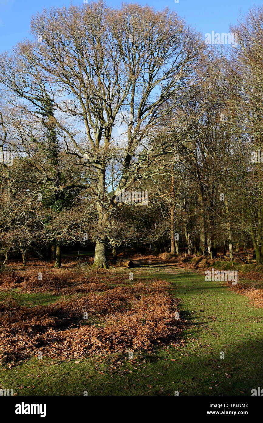 Woodland scene with ferns hi-res stock photography and images - Alamy