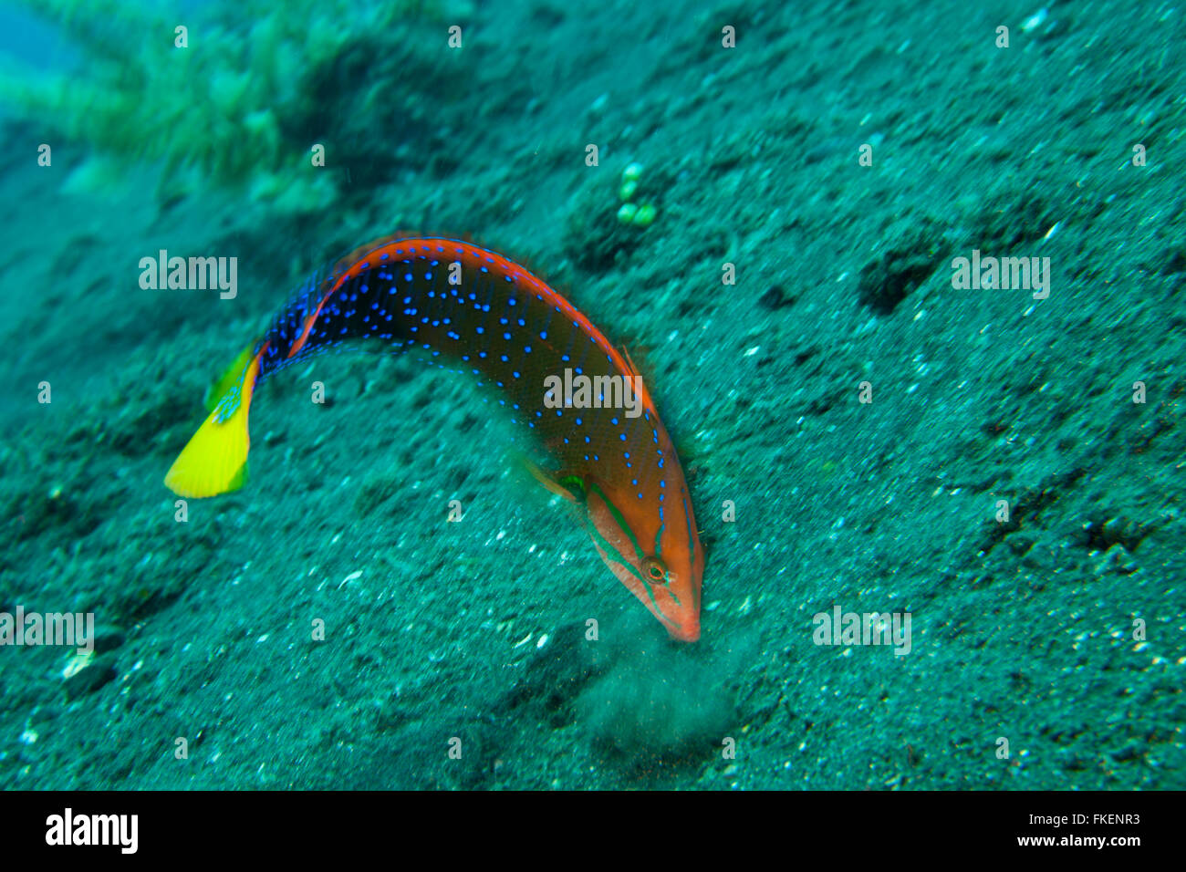 Gaimard hi-res stock photography and images - Alamy