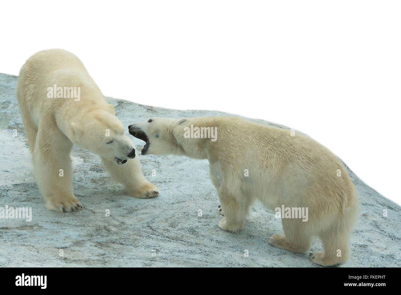 Bear fighting hi-res stock photography and images - Alamy