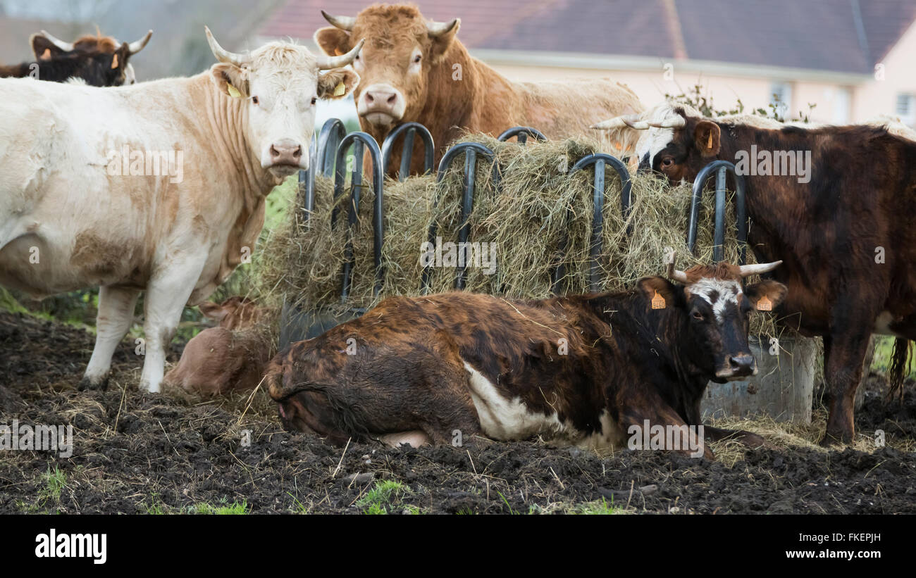 Cow grazing France crisis farmer Stock Photo - Alamy