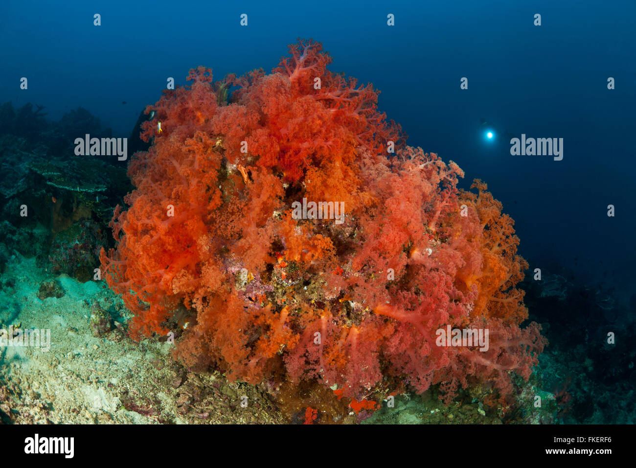 A big pretty colony of pink soft corals (Dendronephthya sp.) in the ...